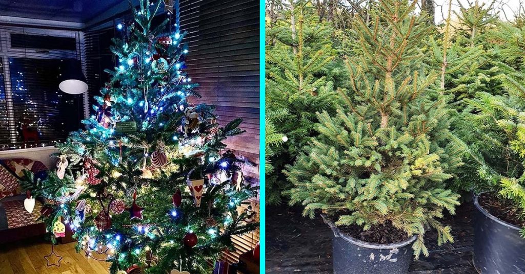 Sustainable Company Replants Your Christmas Tree And Returns It To You ...
